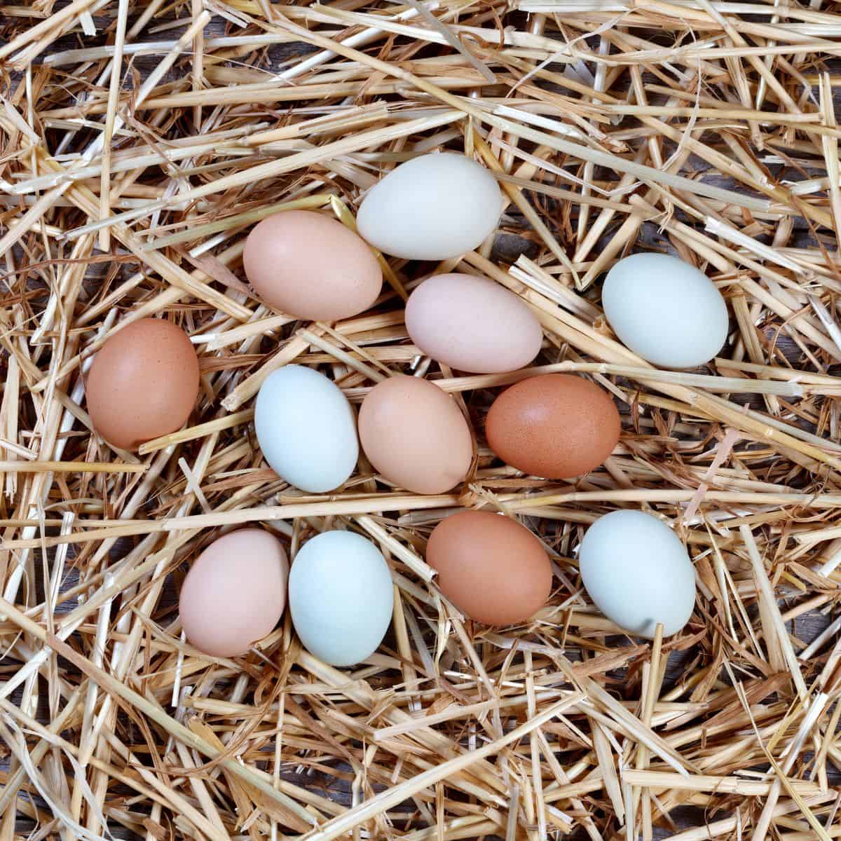 Different Types of Eggs - It Is a Keeper