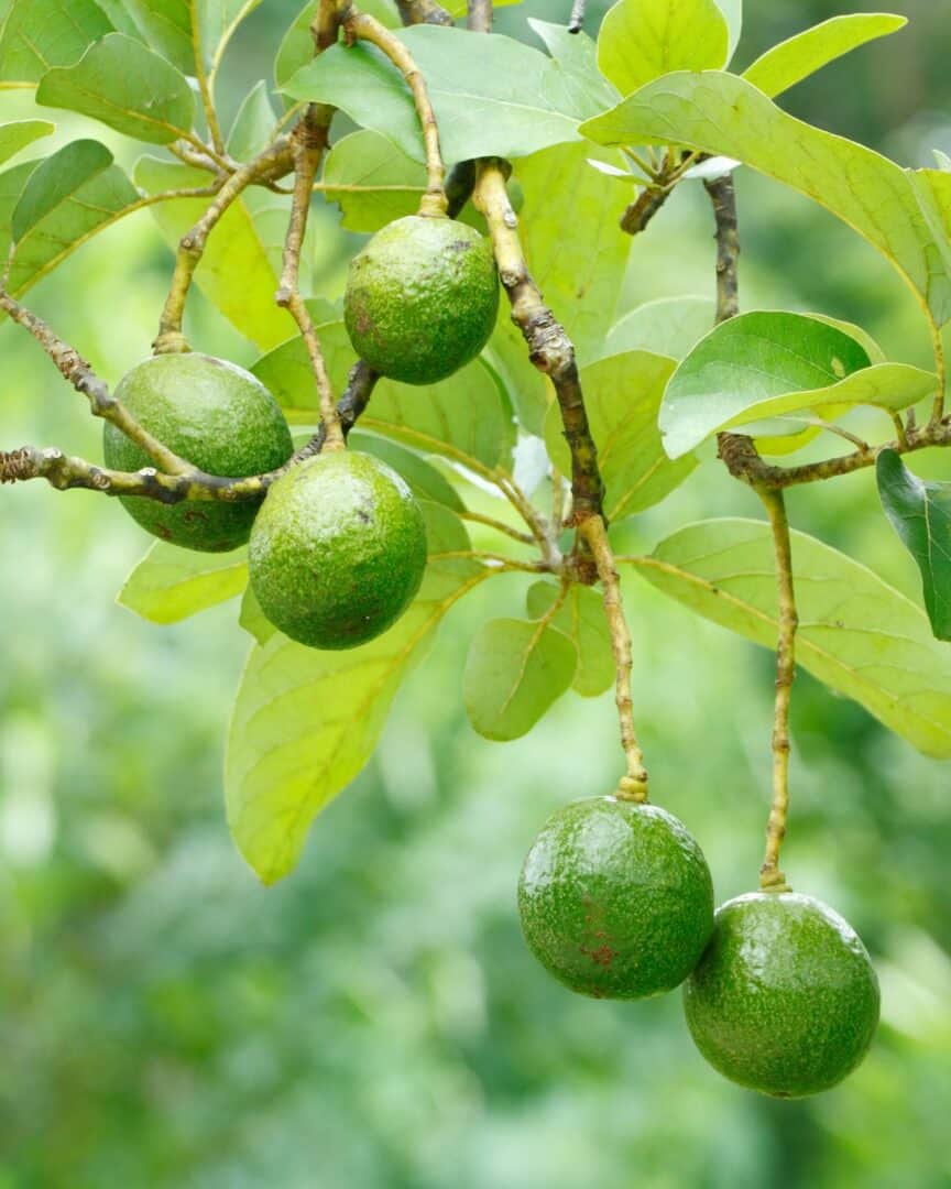 How to Choose an Avocado - It Is a Keeper